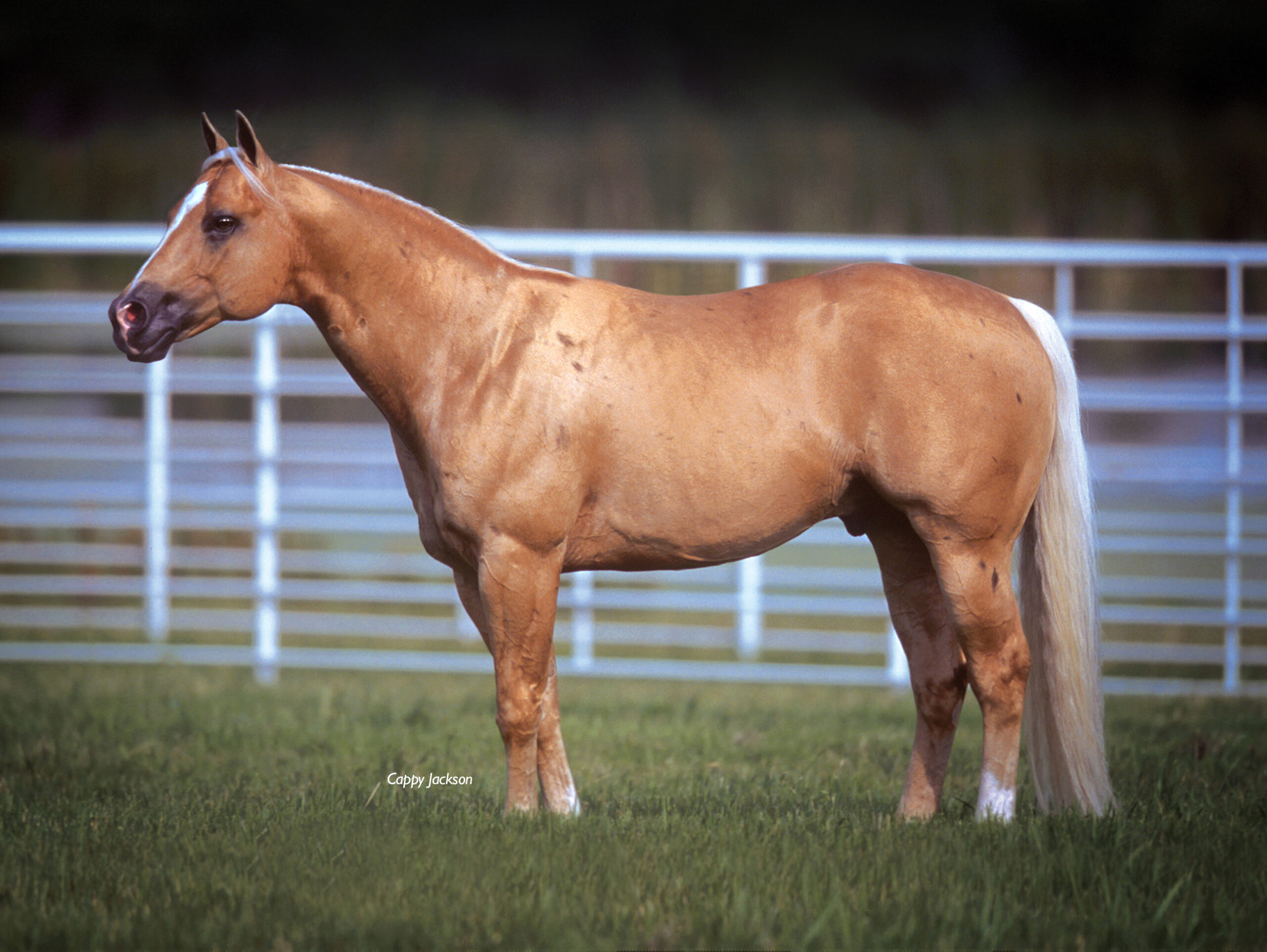 Shining Spark - National Reined Cow Horse Association