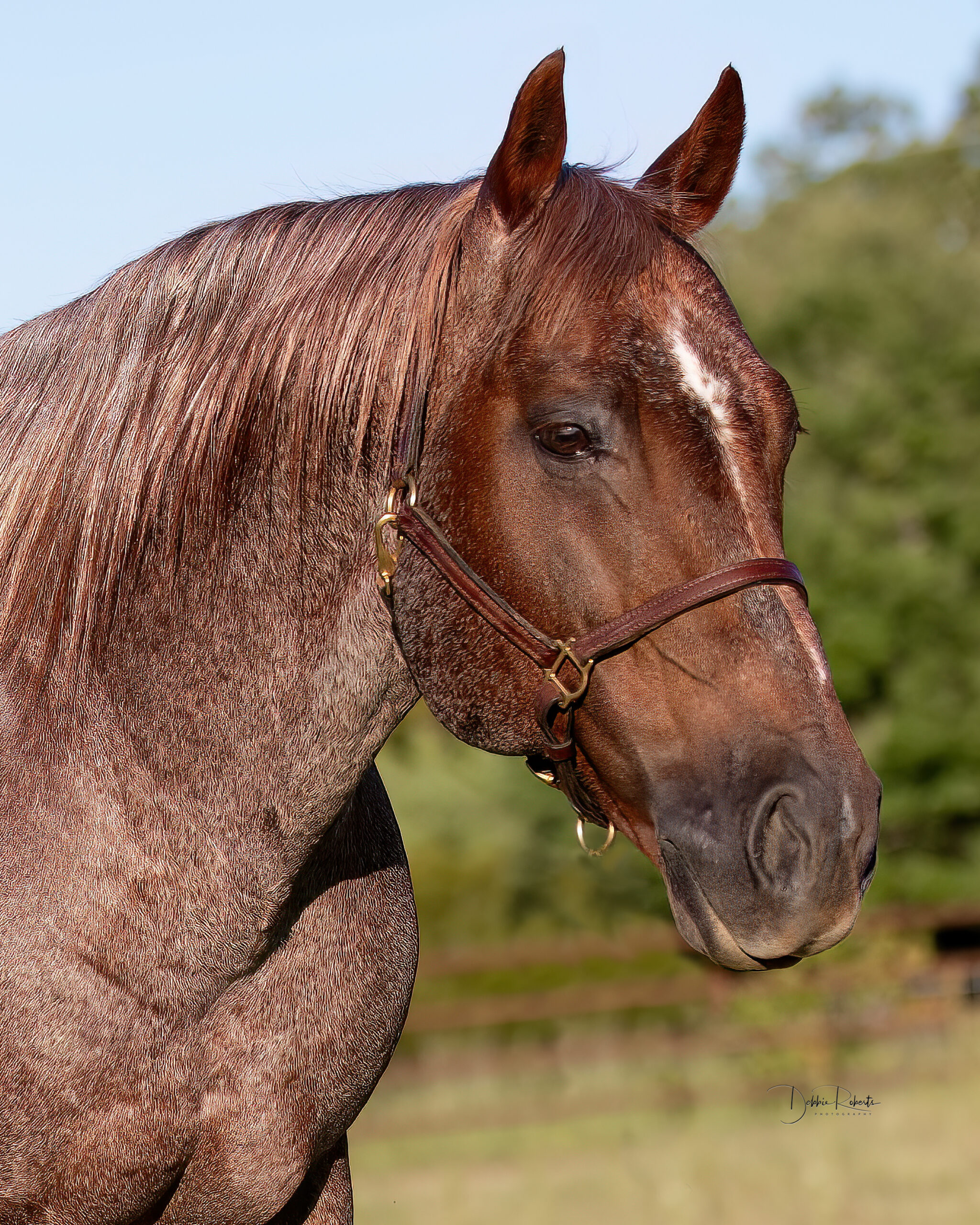 Metallic Cat - National Reined Cow Horse Association