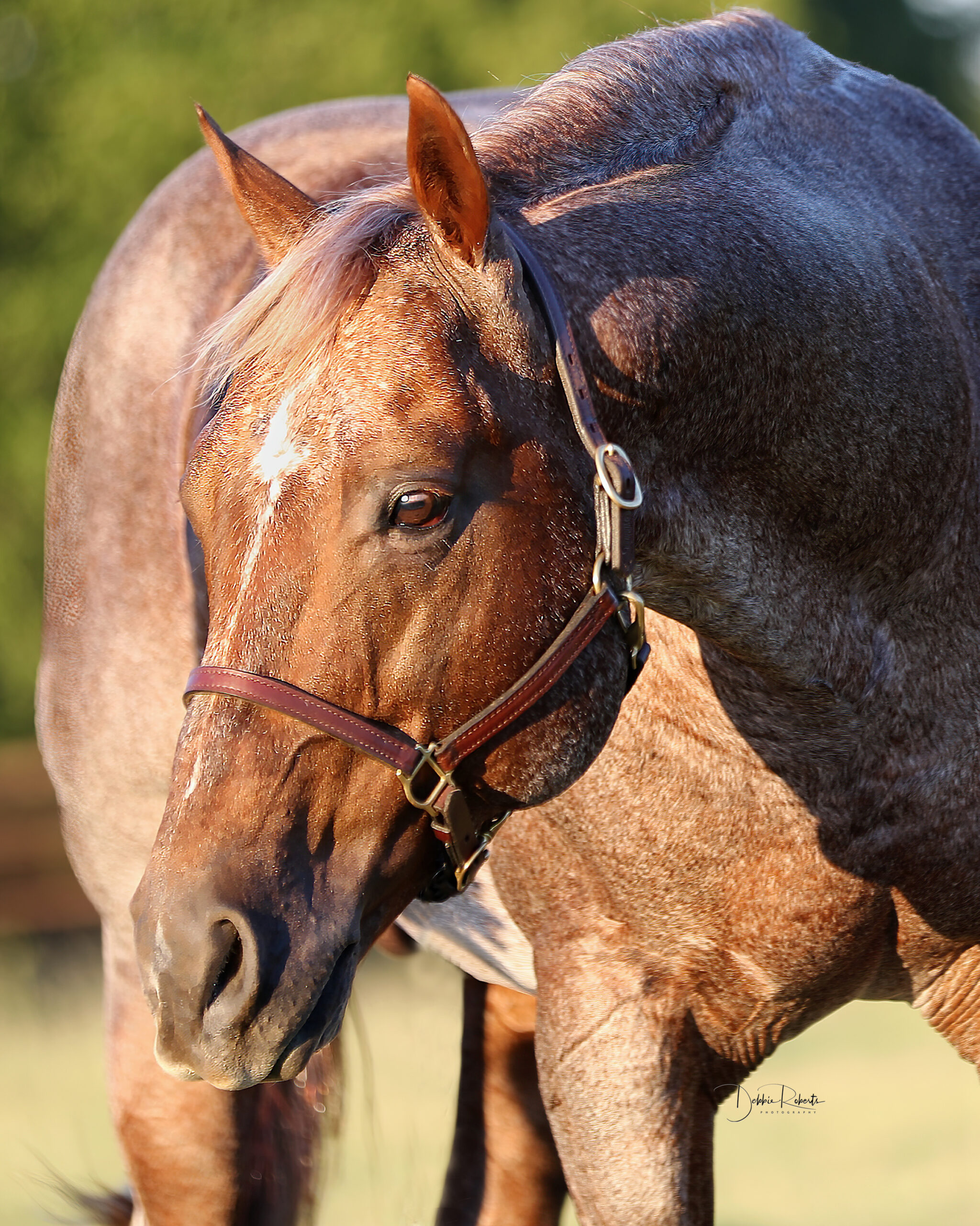 Metallic Cat - National Reined Cow Horse Association