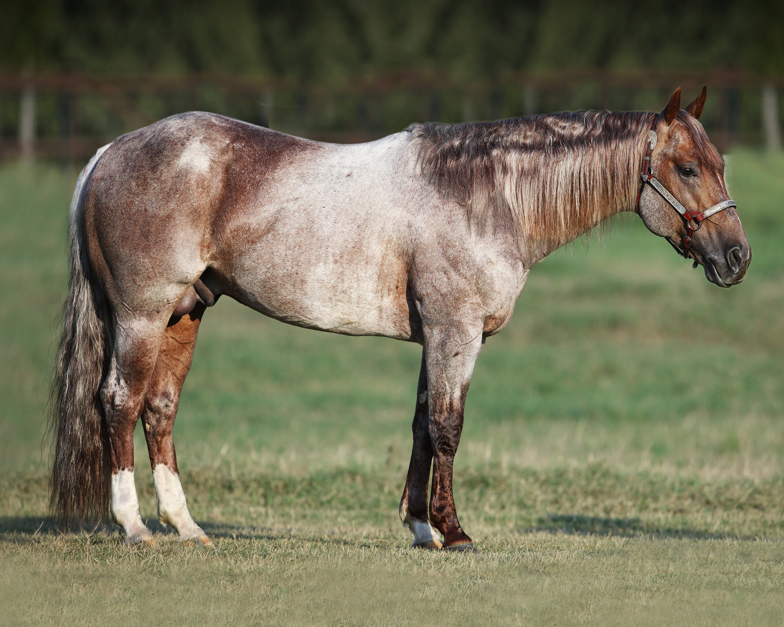 Metallic Cat - National Reined Cow Horse Association