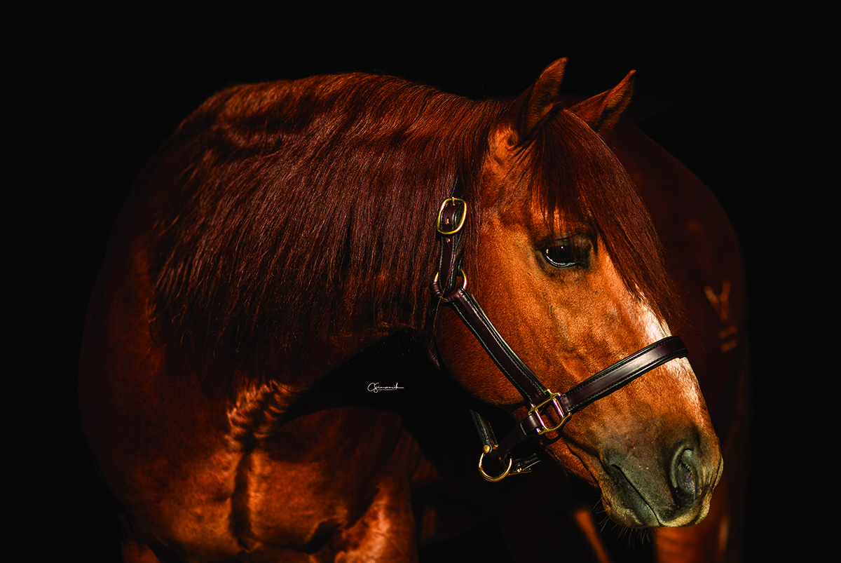 Kit Kat Sugar - National Reined Cow Horse Association