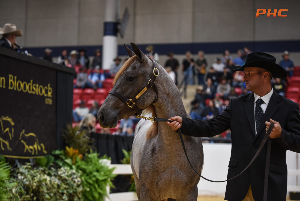Snaffle Bit Futurity Sale Incentive - National Reined Cowhorse Assocation