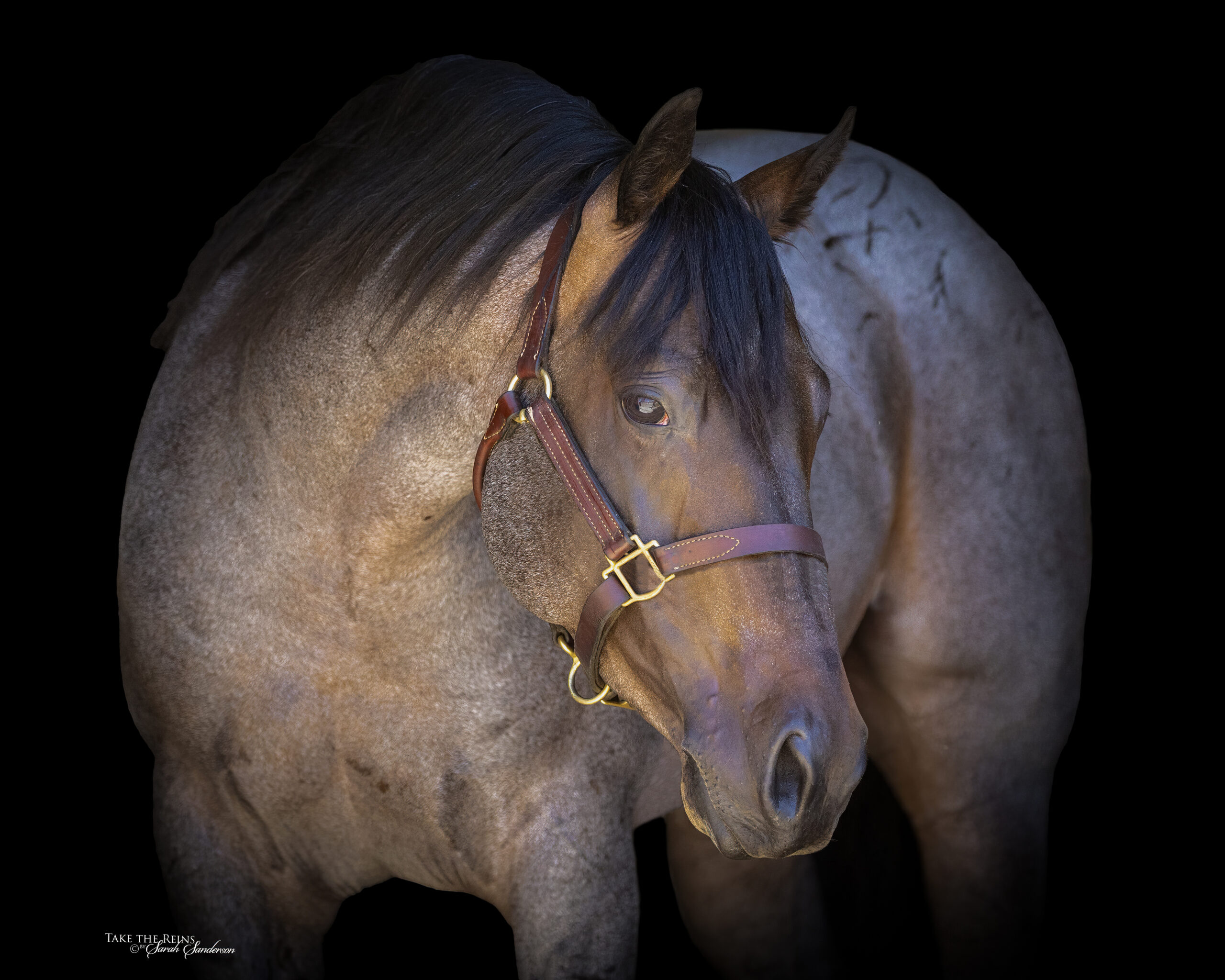 Dualin Blu Moon - National Reined Cow Horse Association