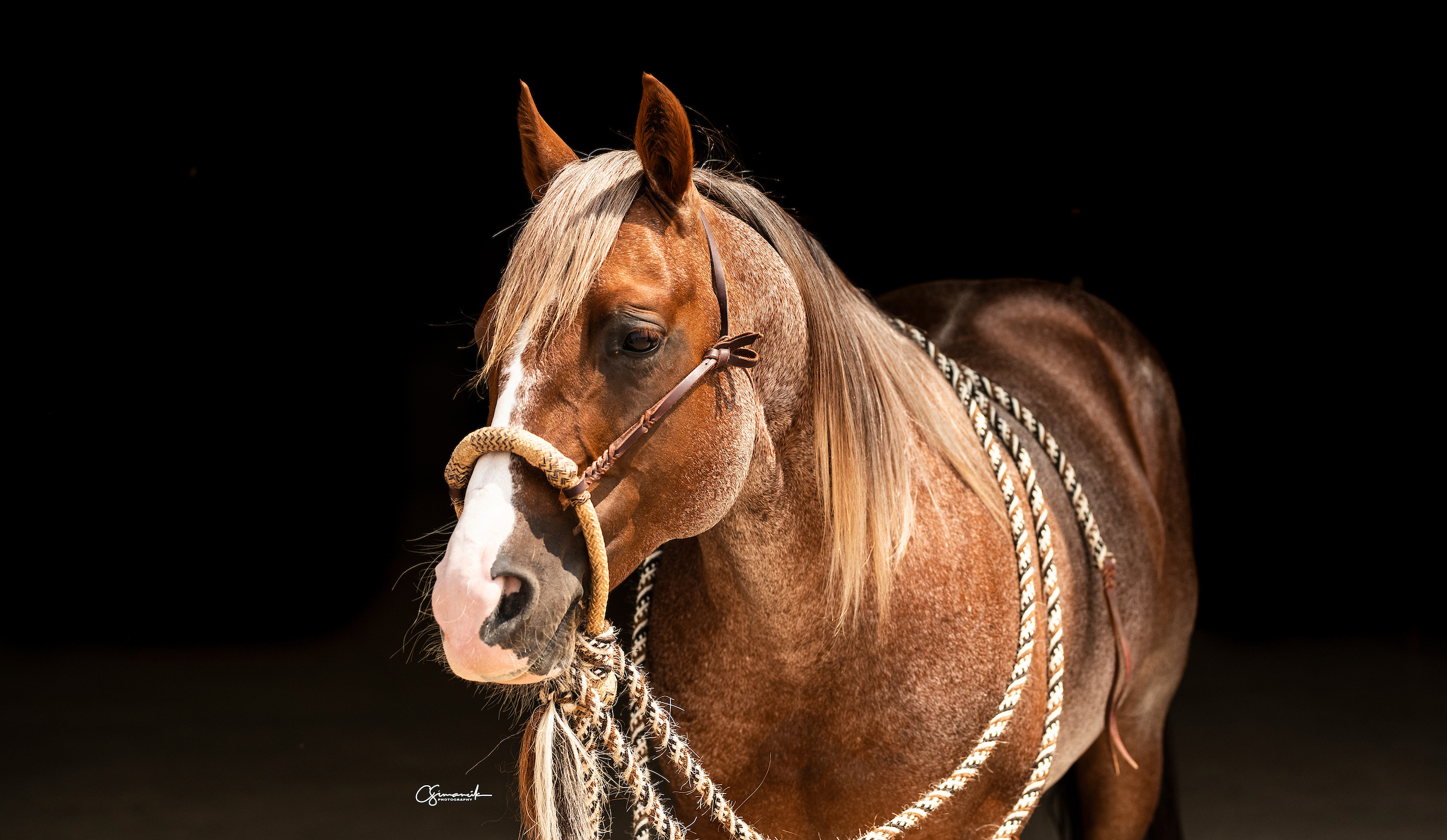 MC Cowhammer - National Reined Cow Horse Association