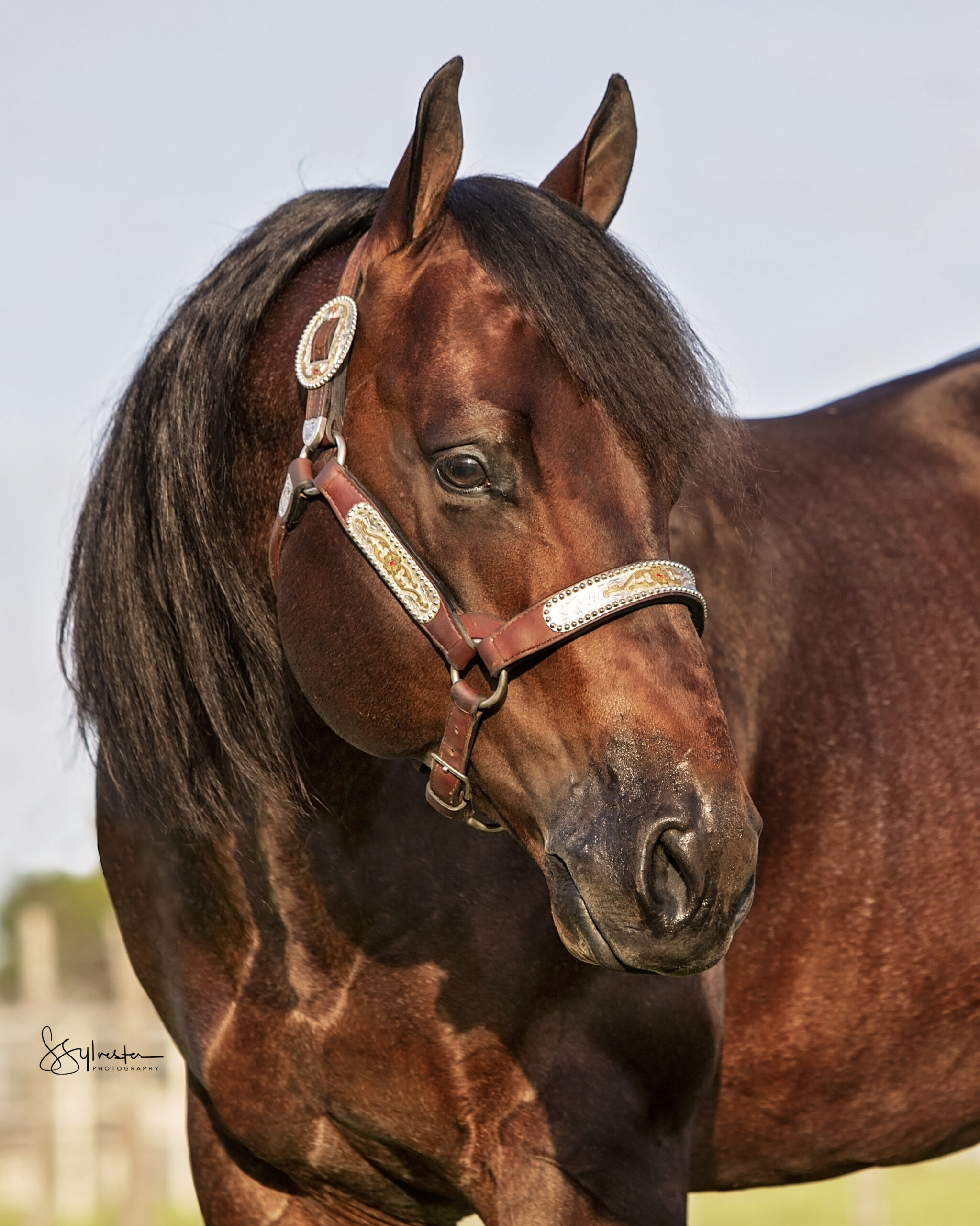 SJR Diamond Mist - National Reined Cow Horse Association