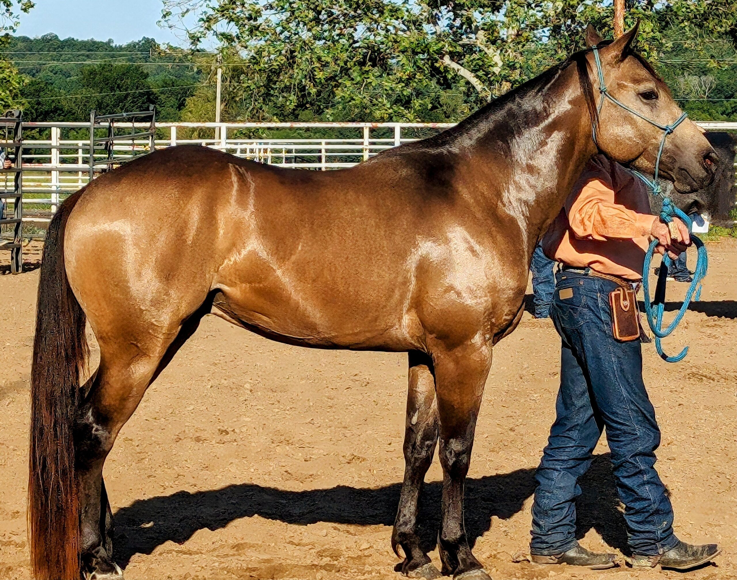 Dynamite Dunn It - National Reined Cow Horse Association