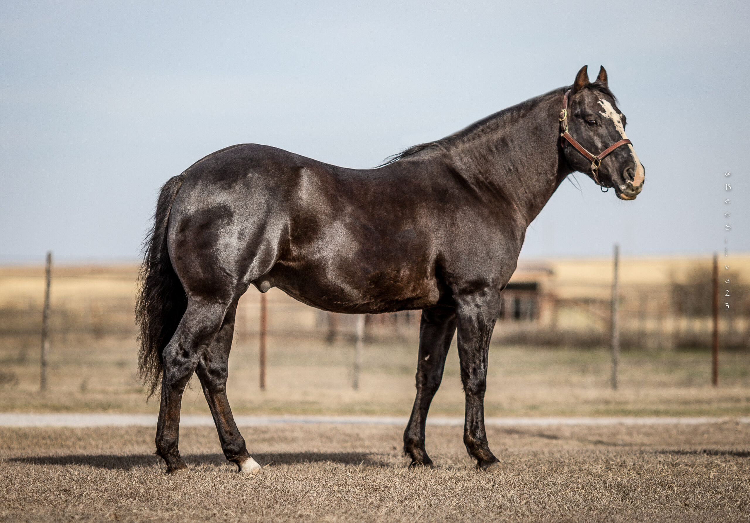 Mister Montana Chic - National Reined Cow Horse Association