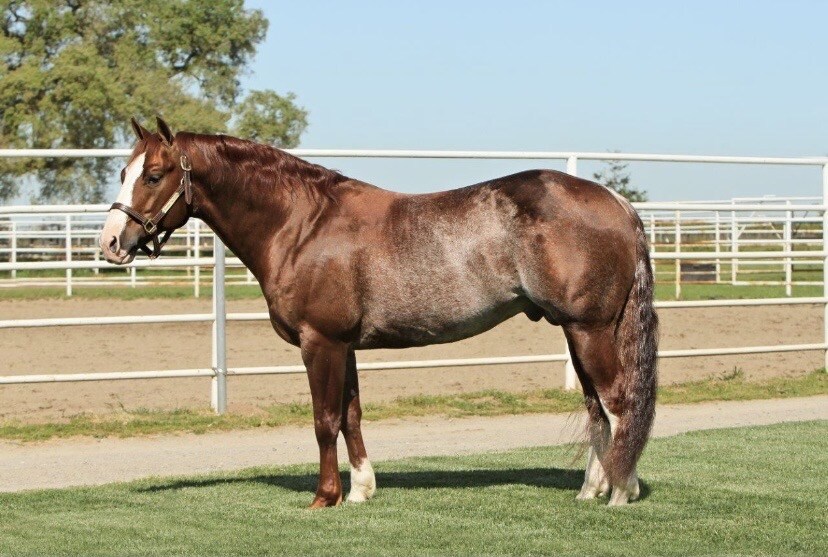 Brother Jackson - National Reined Cow Horse Association
