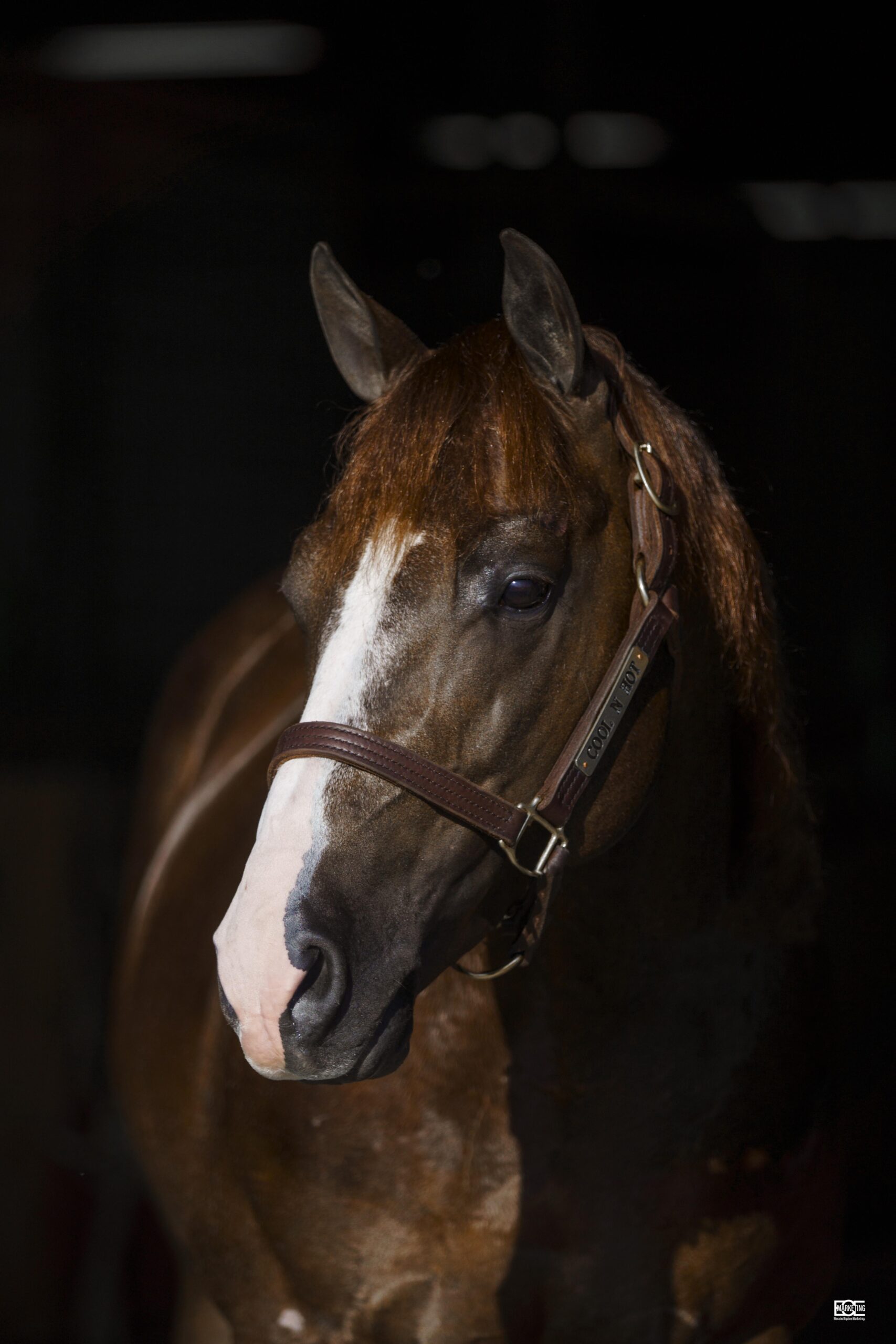 Cool N Hot - National Reined Cow Horse Association