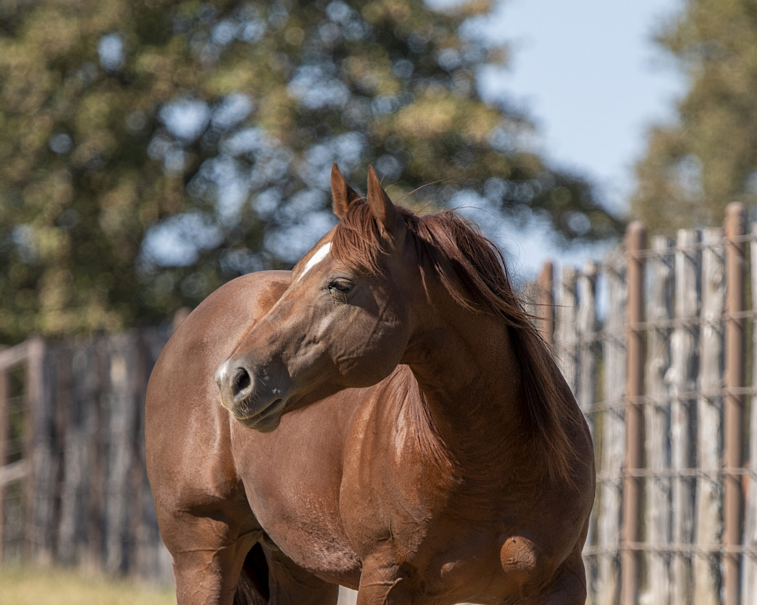 The Animal - National Reined Cow Horse Association