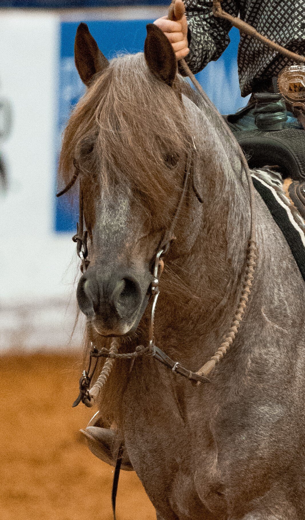 One Time Up North - National Reined Cow Horse Association