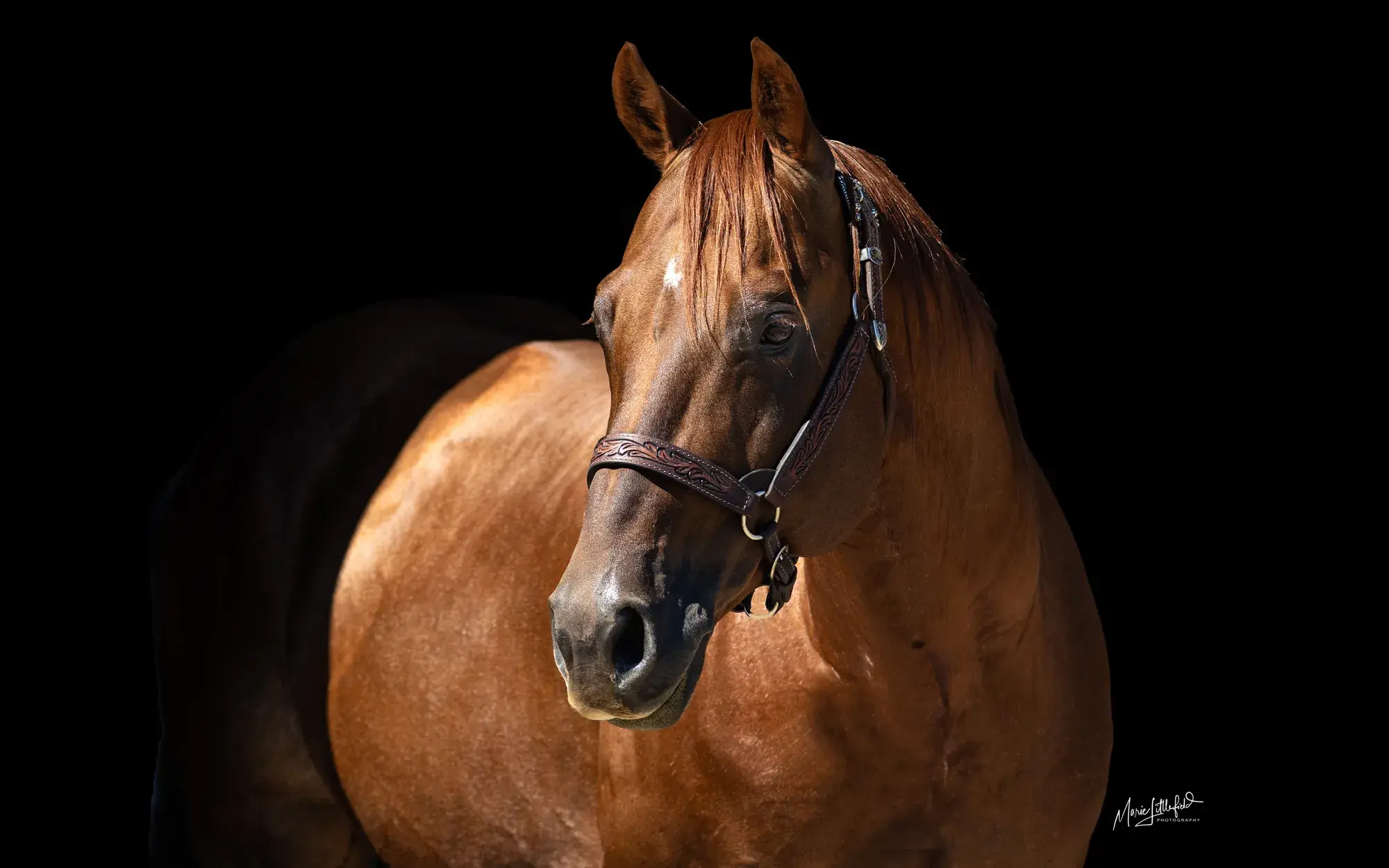 Caribbean Cat - National Reined Cow Horse Association