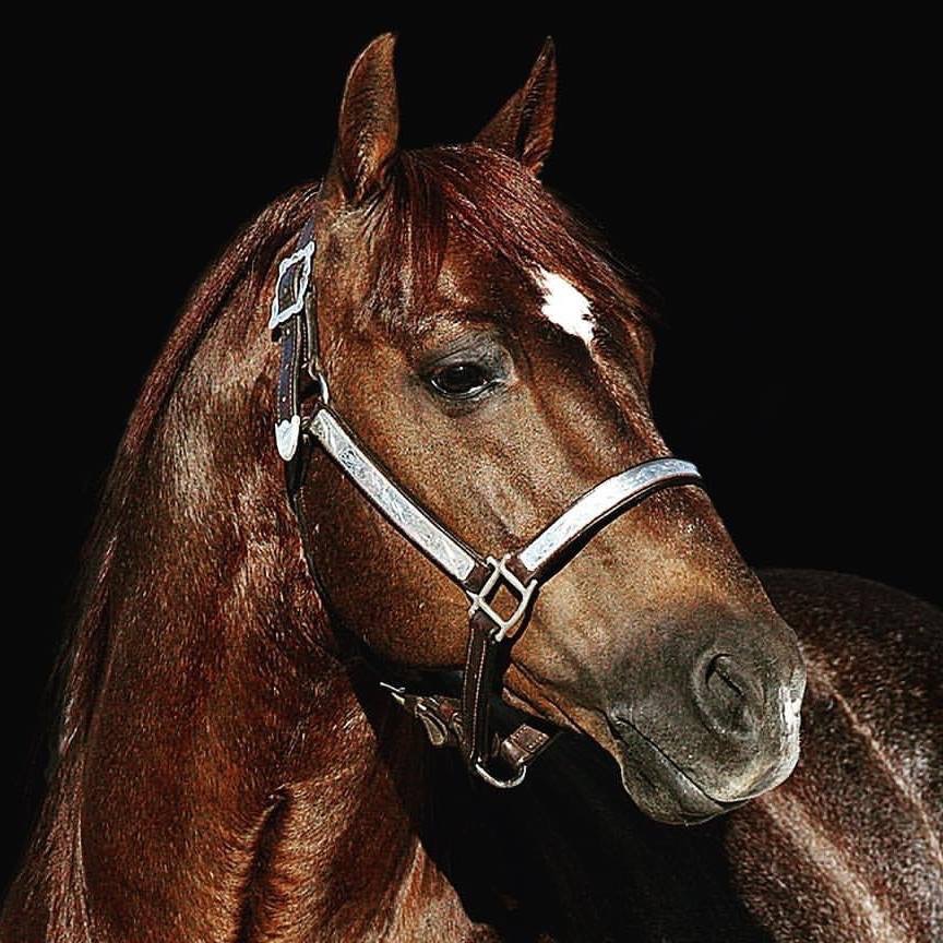 High Brow Cat - National Reined Cow Horse Association