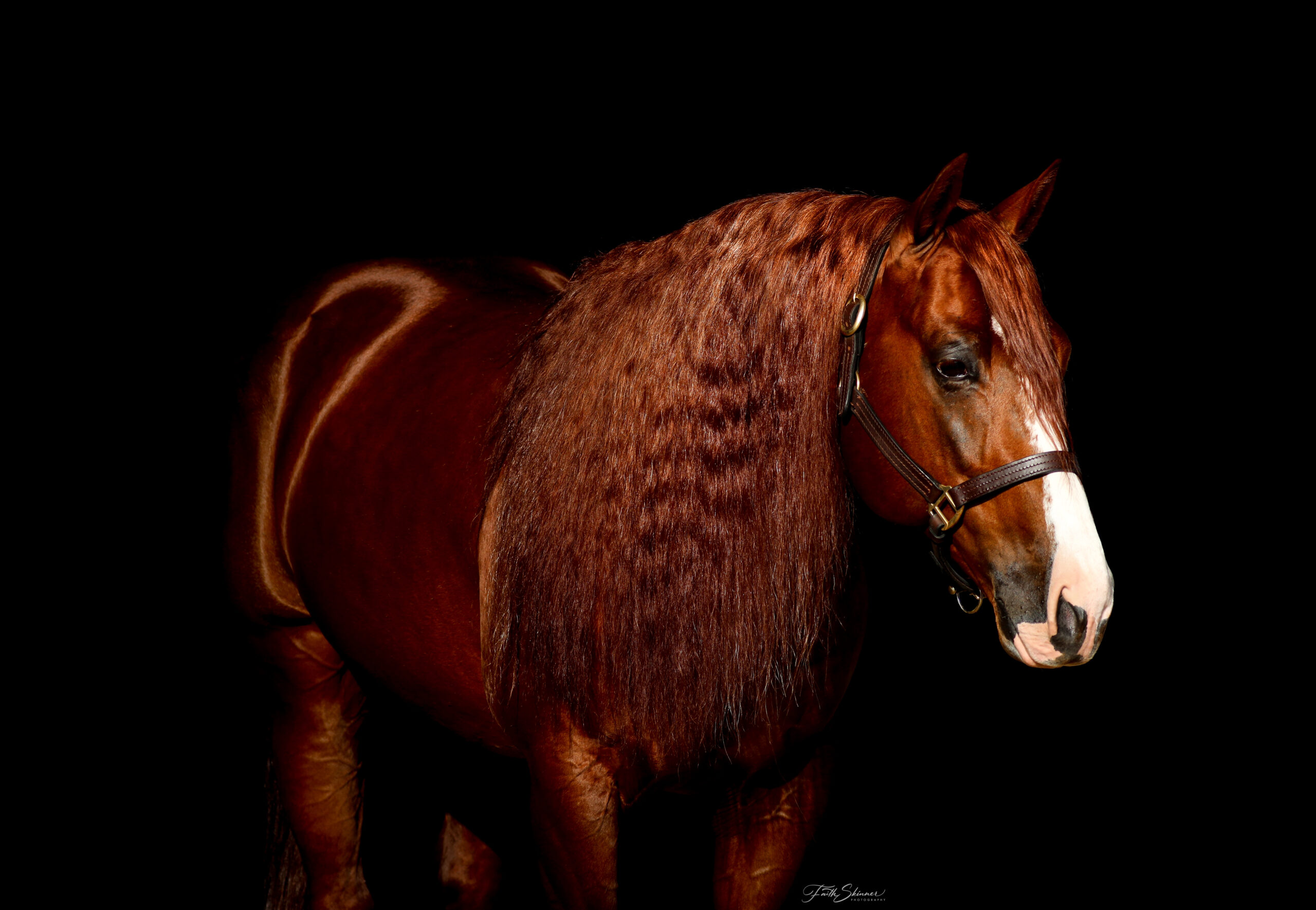 Metallic Heaven - National Reined Cow Horse Association