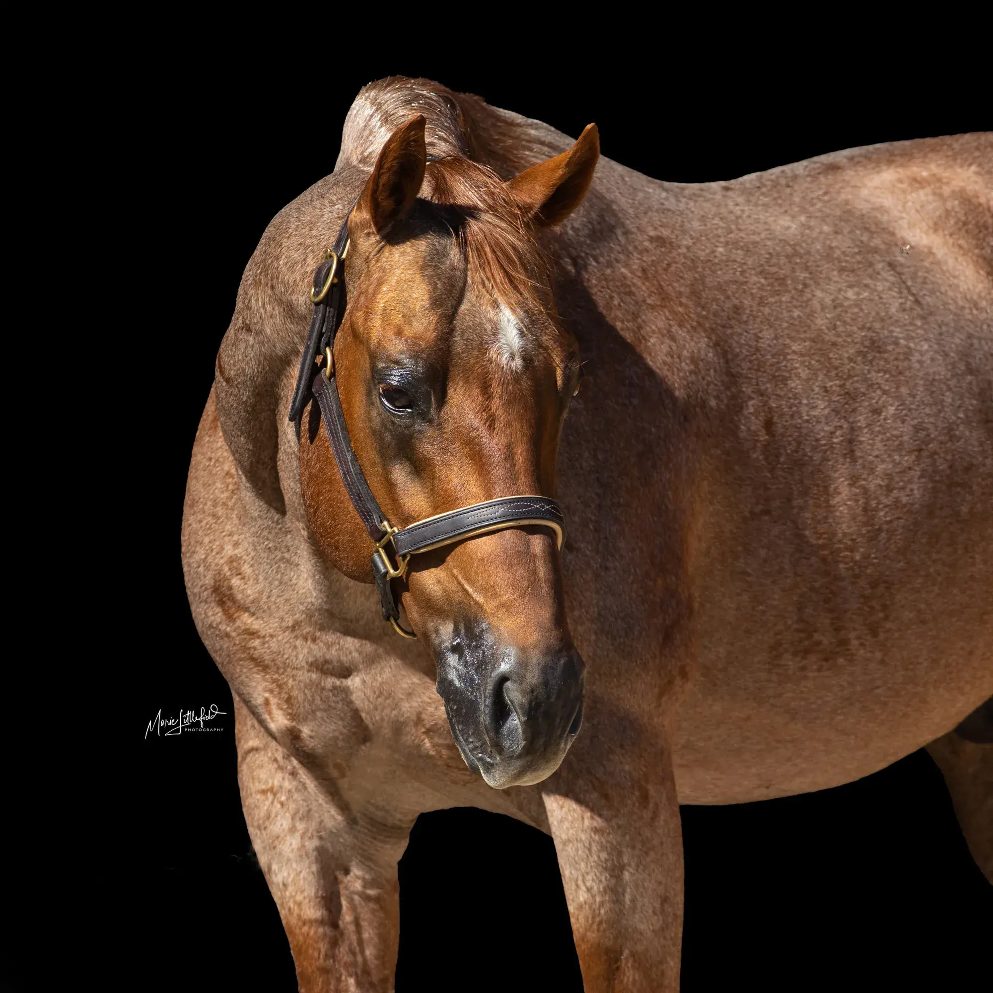 Pure Pepto - National Reined Cow Horse Association