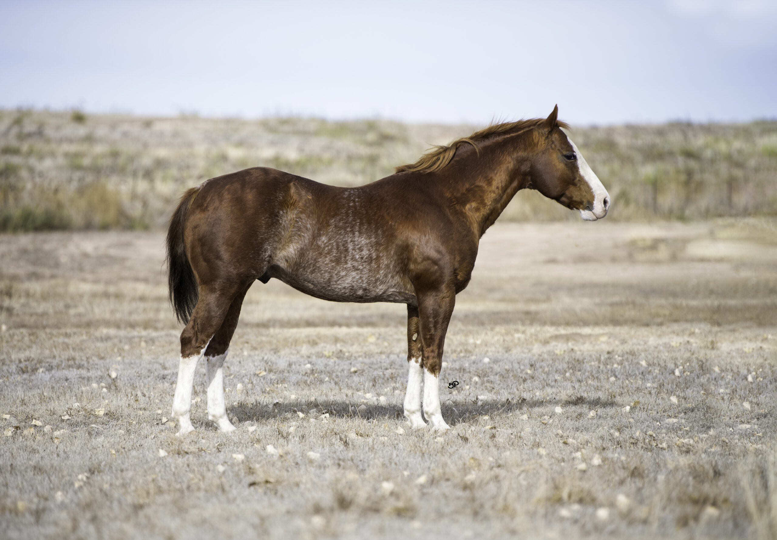 The Reyl McCoy - National Reined Cow Horse Association