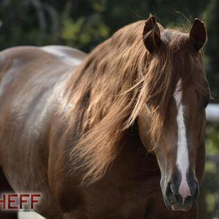 Spots Heff - National Reined Cow Horse Association