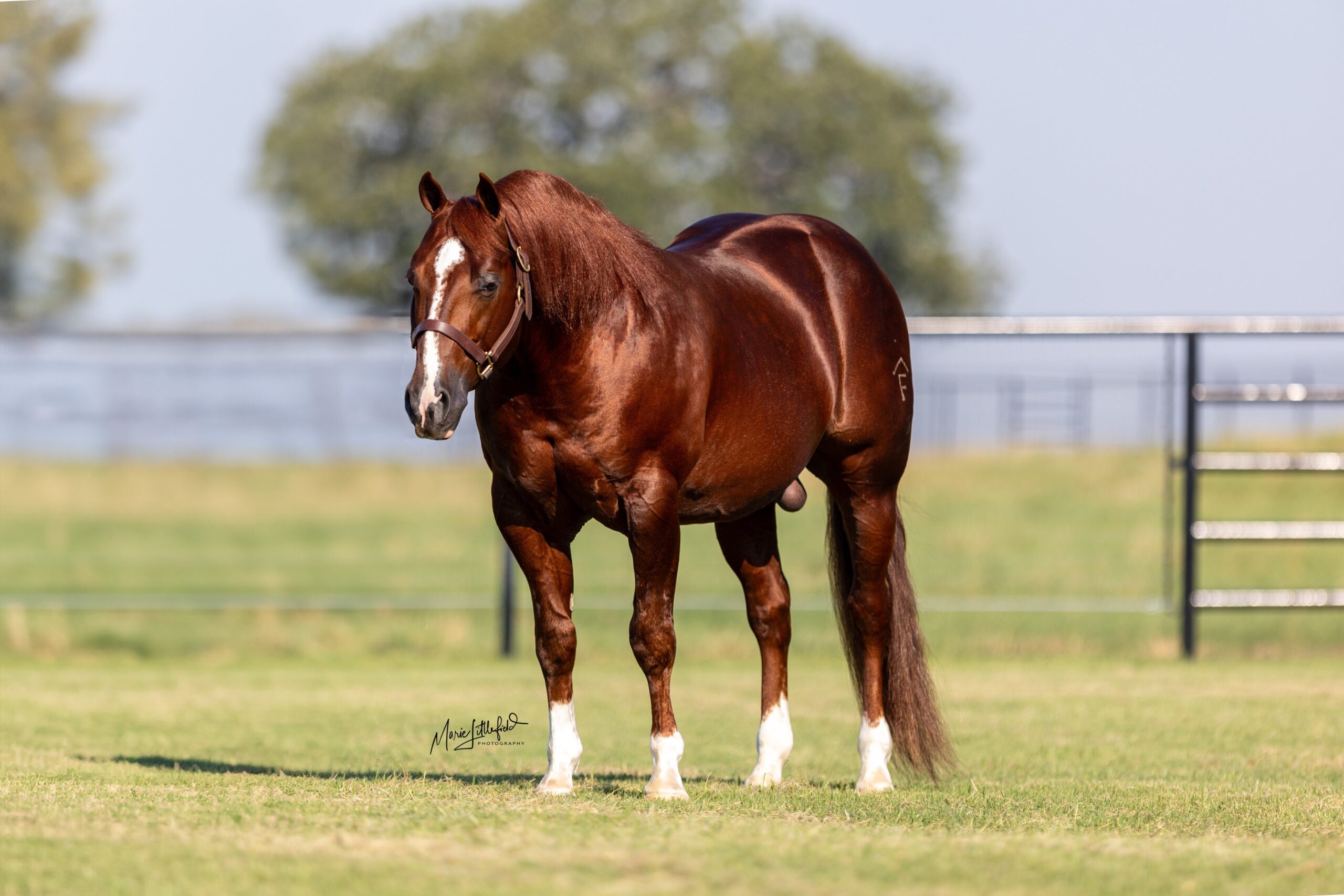 Maggic Mike - National Reined Cow Horse Association