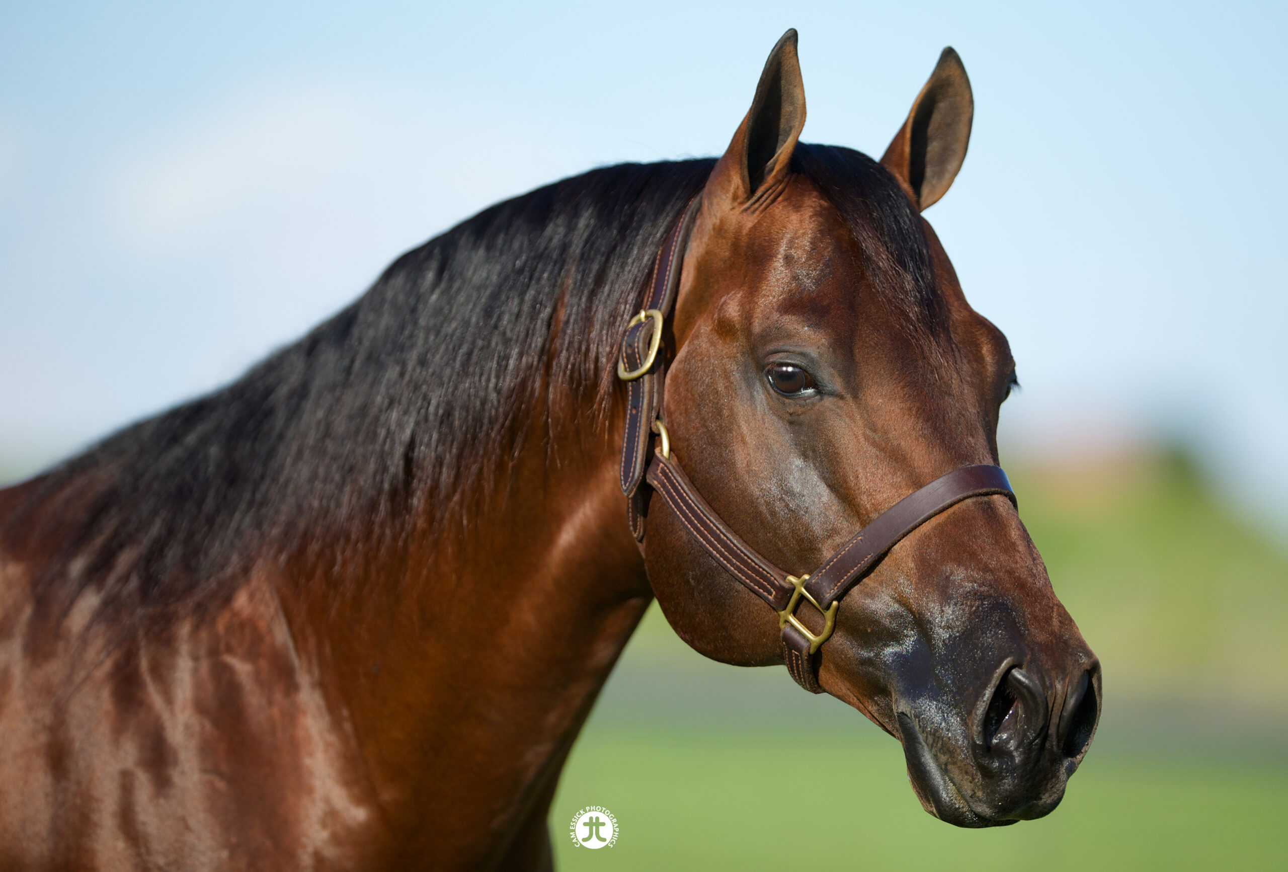 PG Heavily Armed - National Reined Cow Horse Association