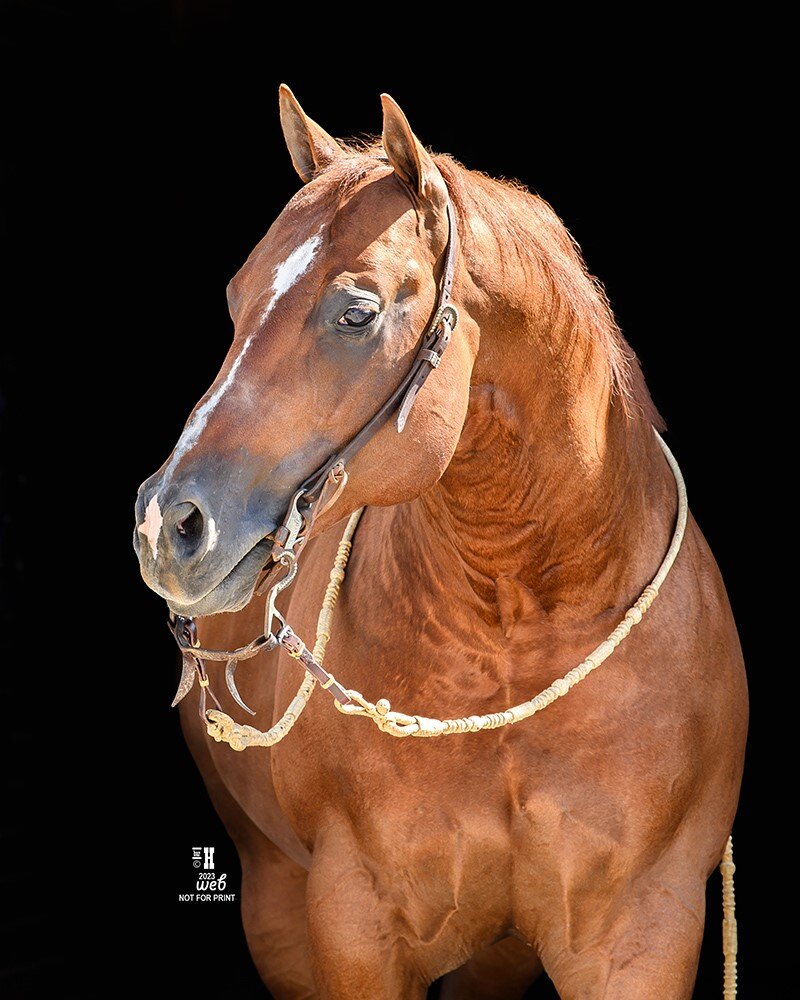RL Styling Rey - National Reined Cow Horse Association