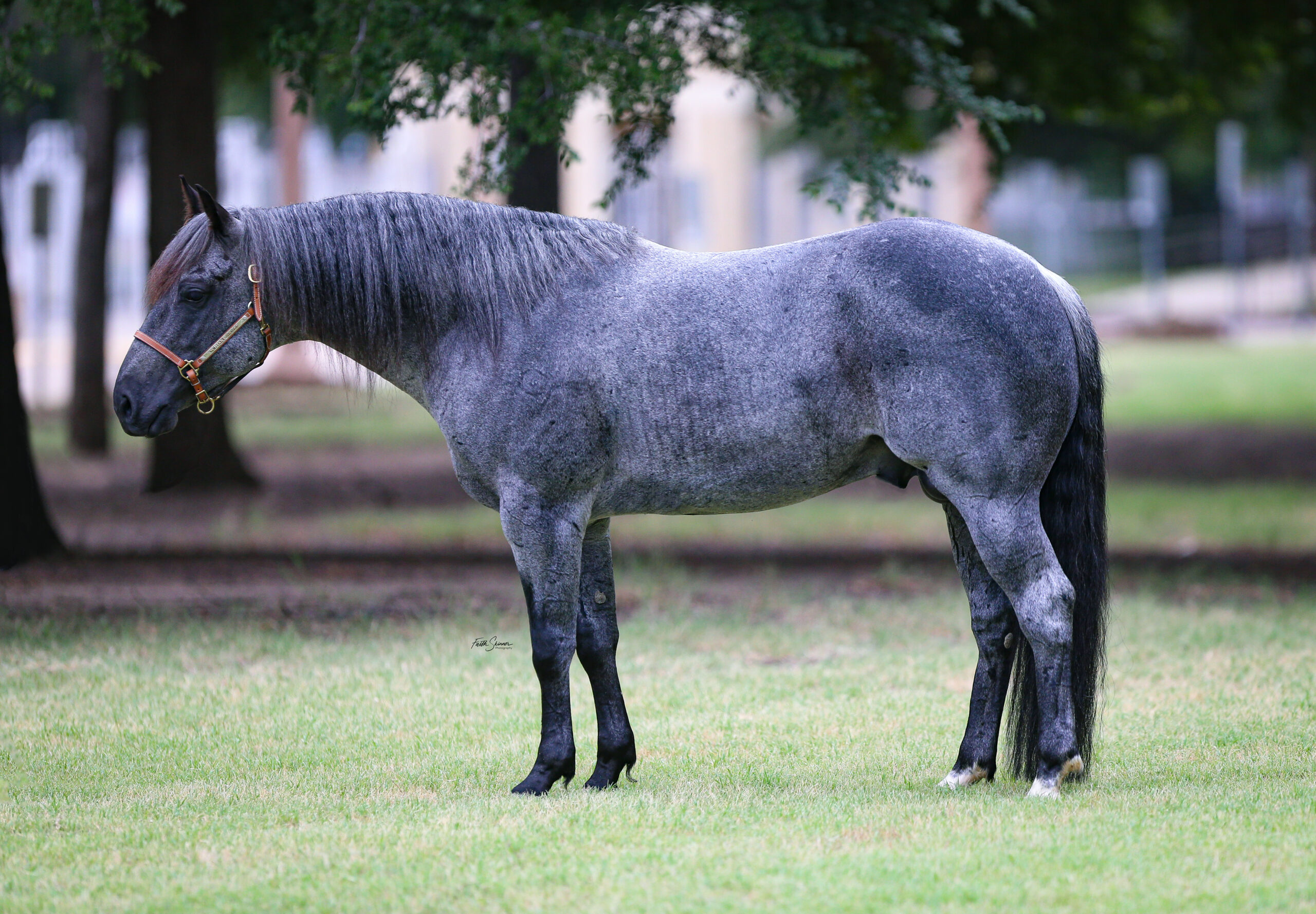 Whiski Sauer - National Reined Cow Horse Association
