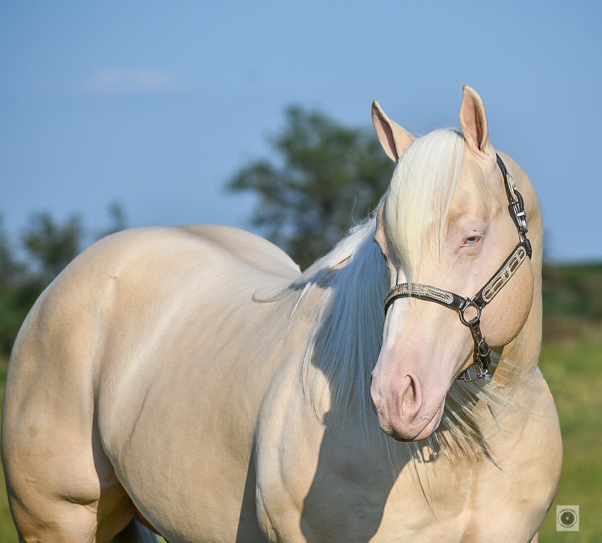 Xtra Rise N Shine - National Reined Cow Horse Association