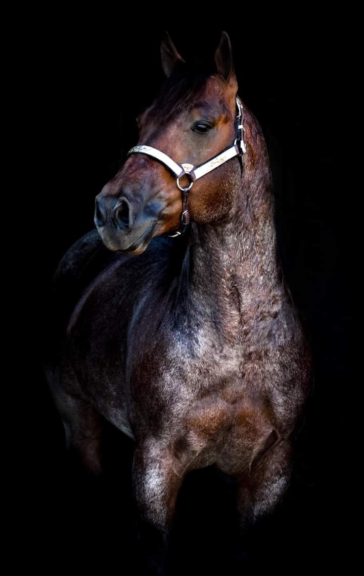 Bet Yer a Smartallic - National Reined Cow Horse Association