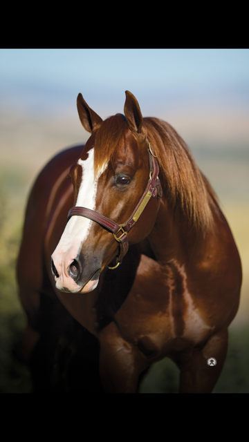 CD Highlights - National Reined Cow Horse Association