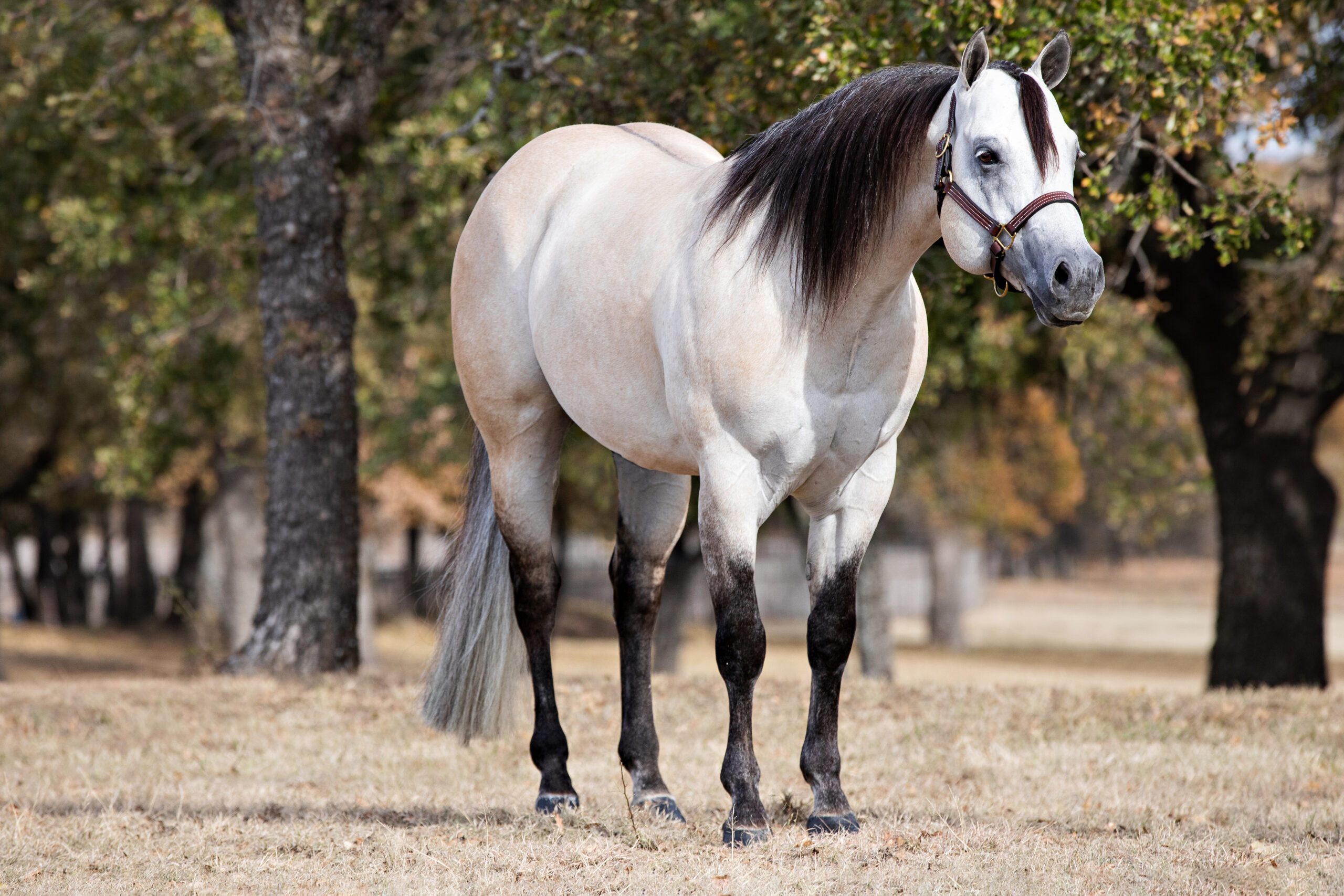 CT Show Me Your Guns - National Reined Cow Horse Association