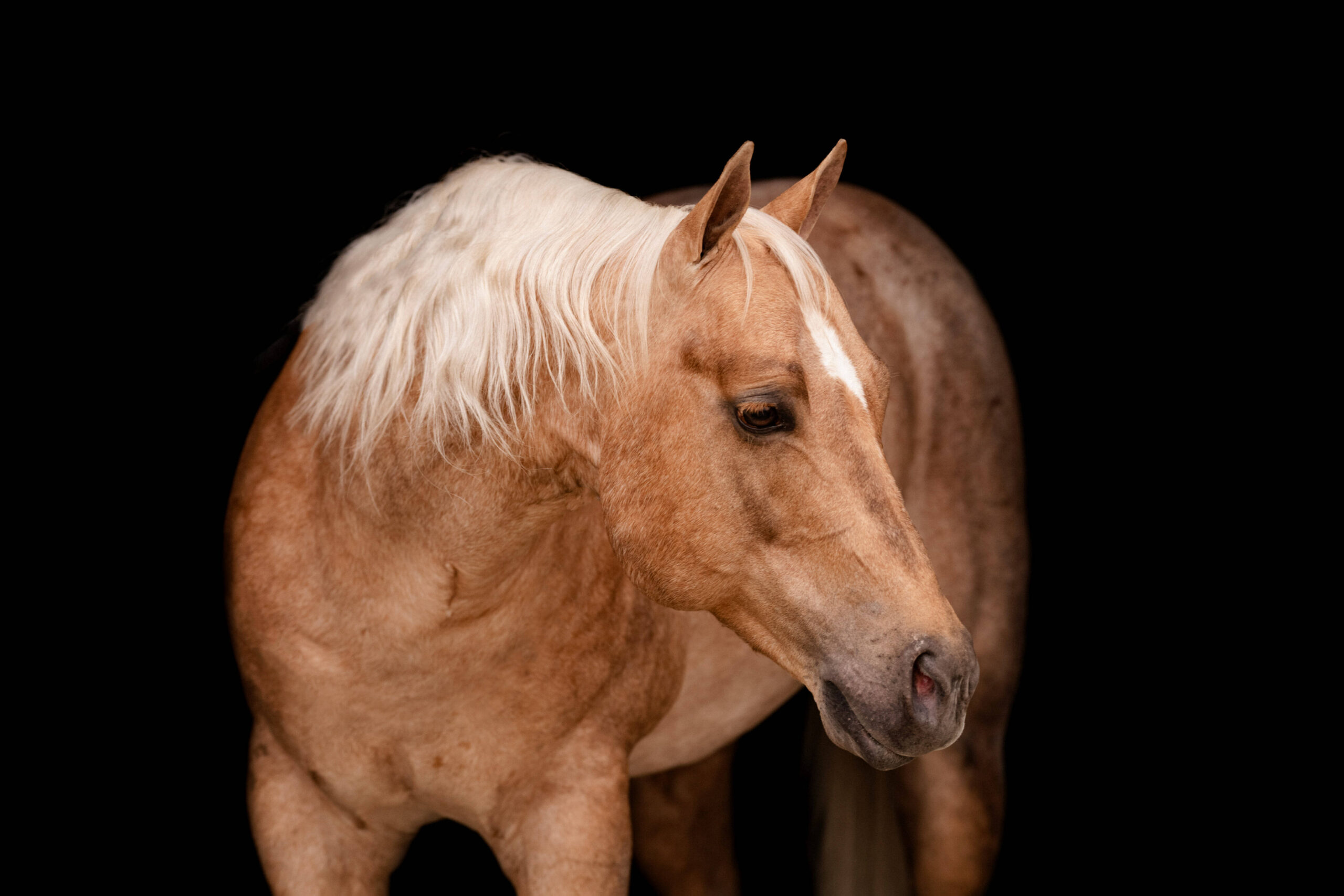 HQ Helluva Cat - National Reined Cow Horse Association