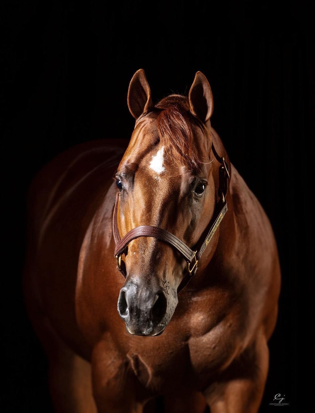 Shining CD Light - National Reined Cow Horse Association