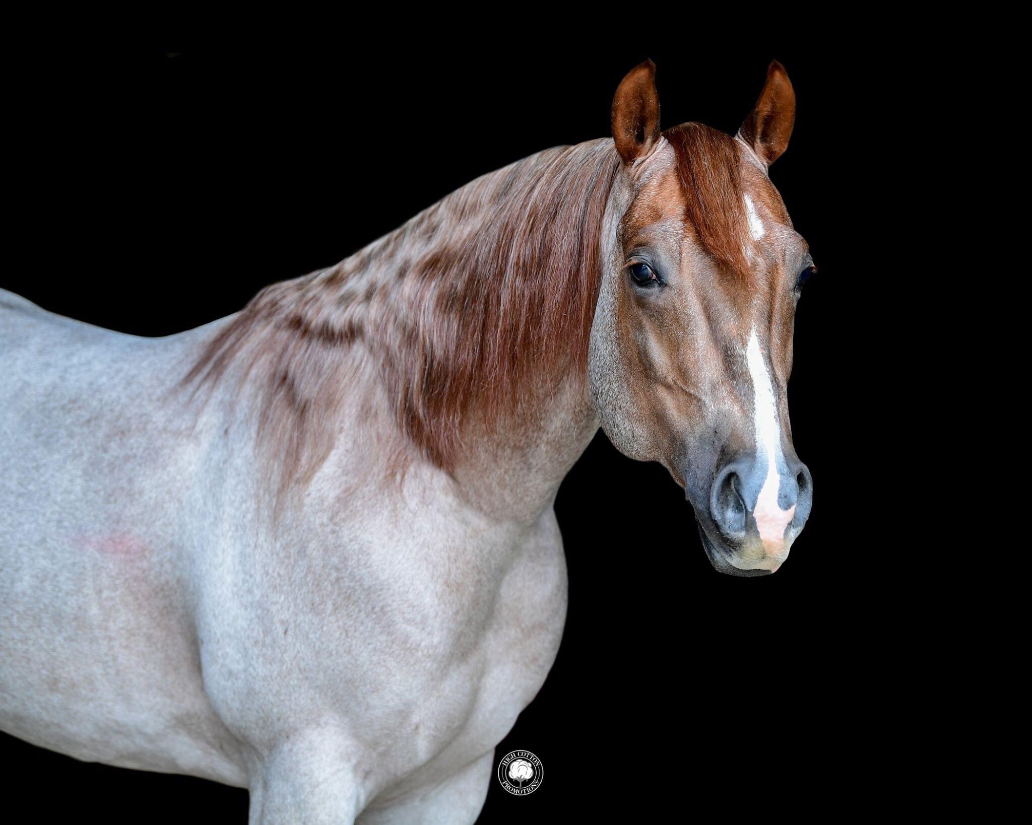 Its Time to Smokum - National Reined Cow Horse Association