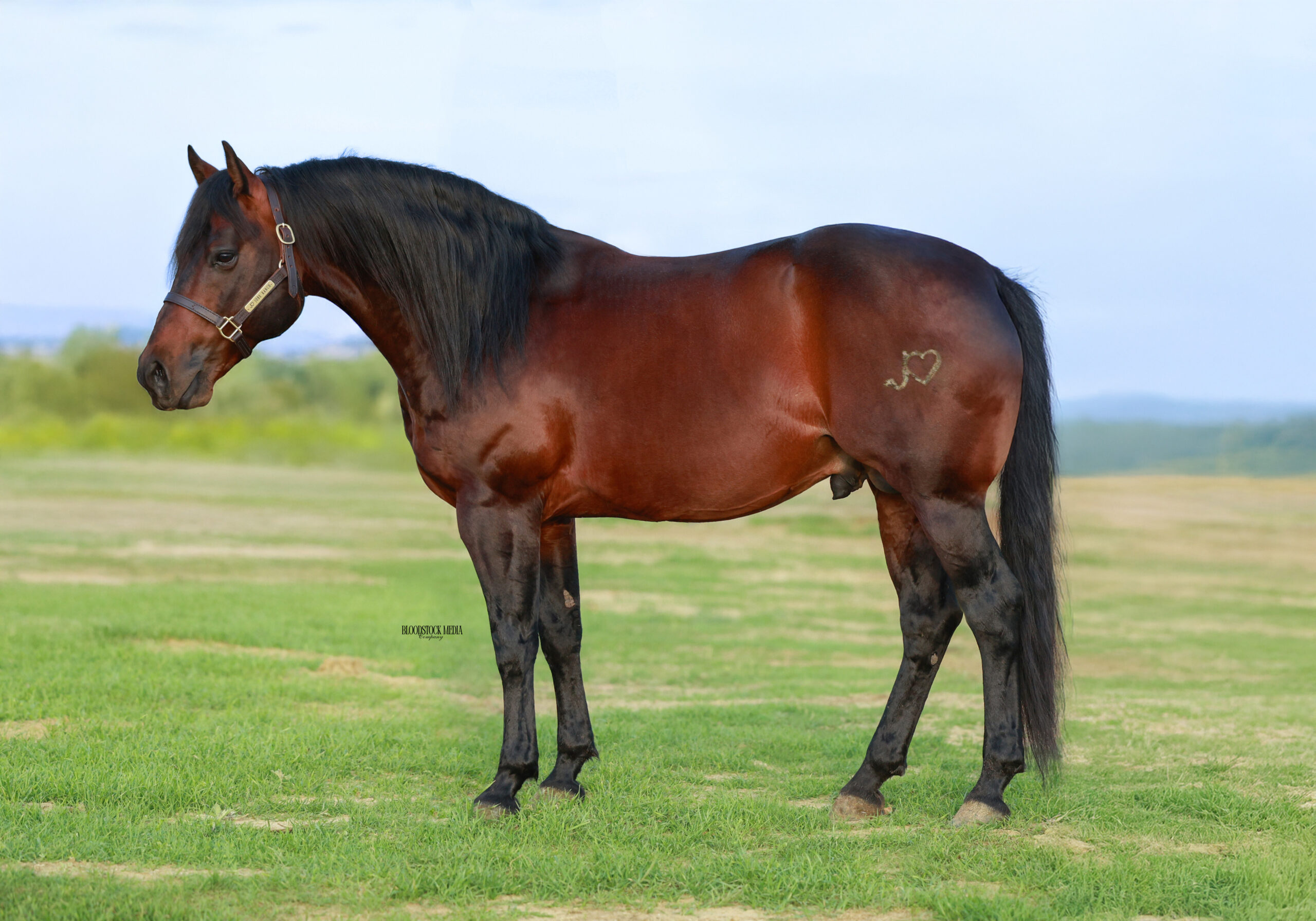 Farmer Jonez - National Reined Cow Horse Association