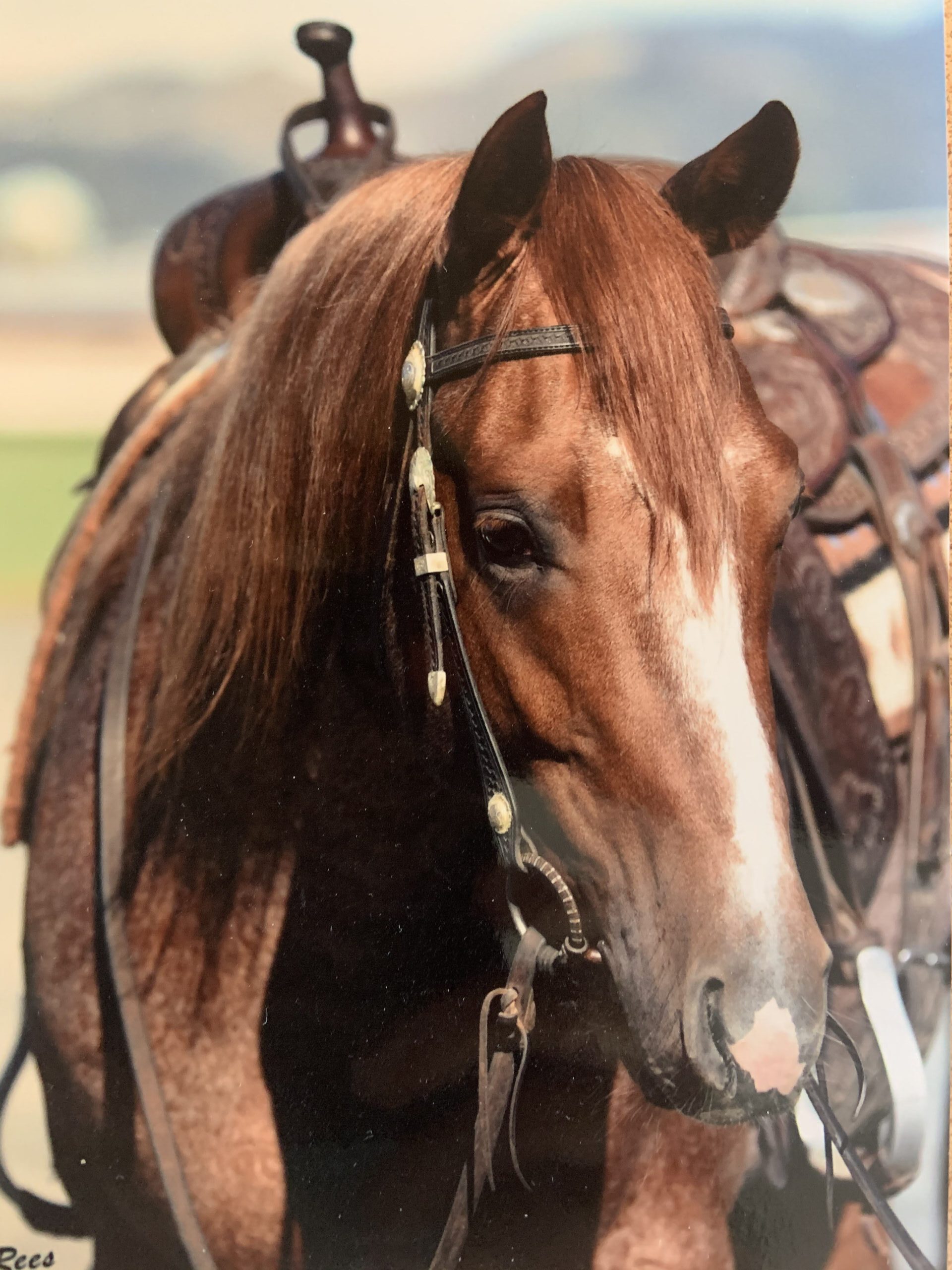 Pablo Picatso - National Reined Cow Horse Association