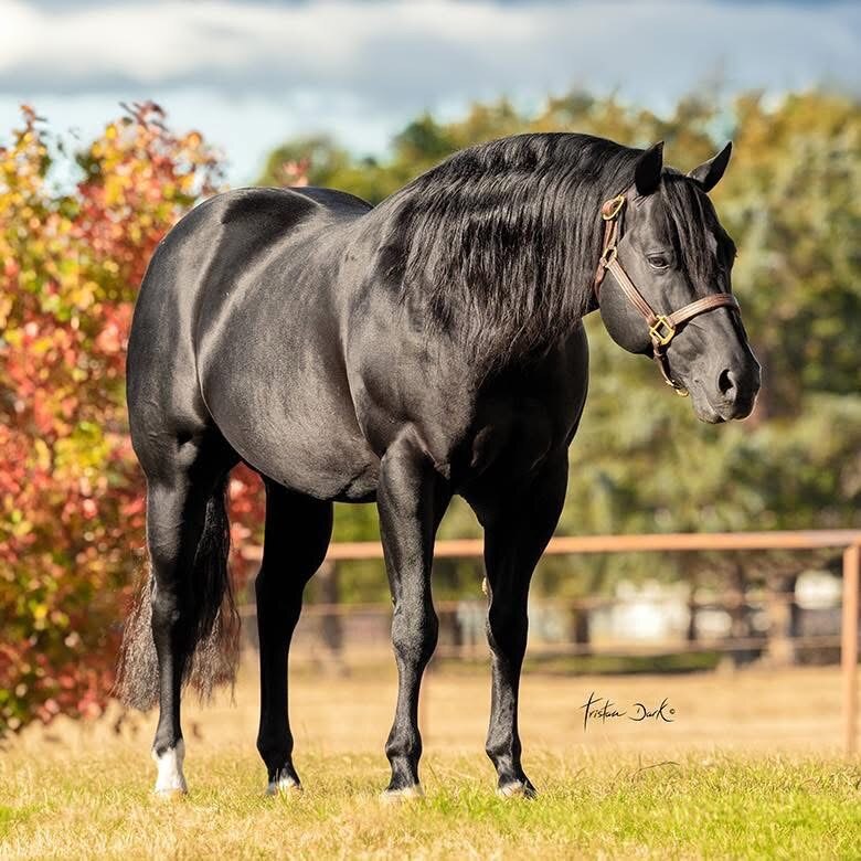 Wicked Pretty - National Reined Cow Horse Association