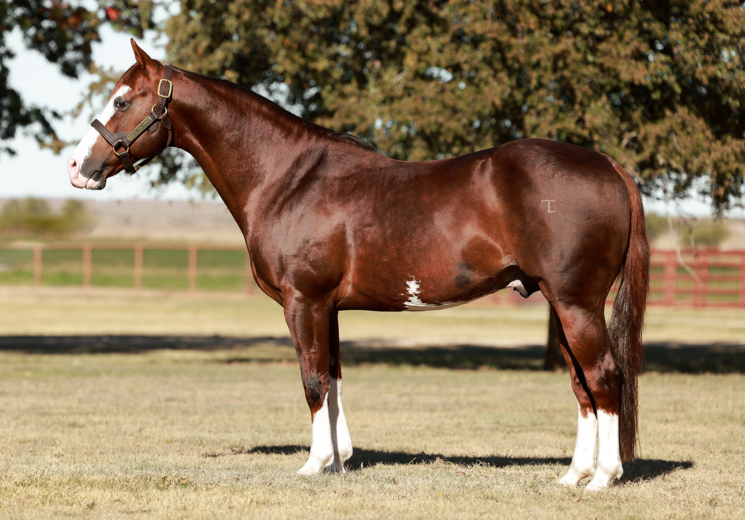 Cats Picasso - National Reined Cow Horse Association