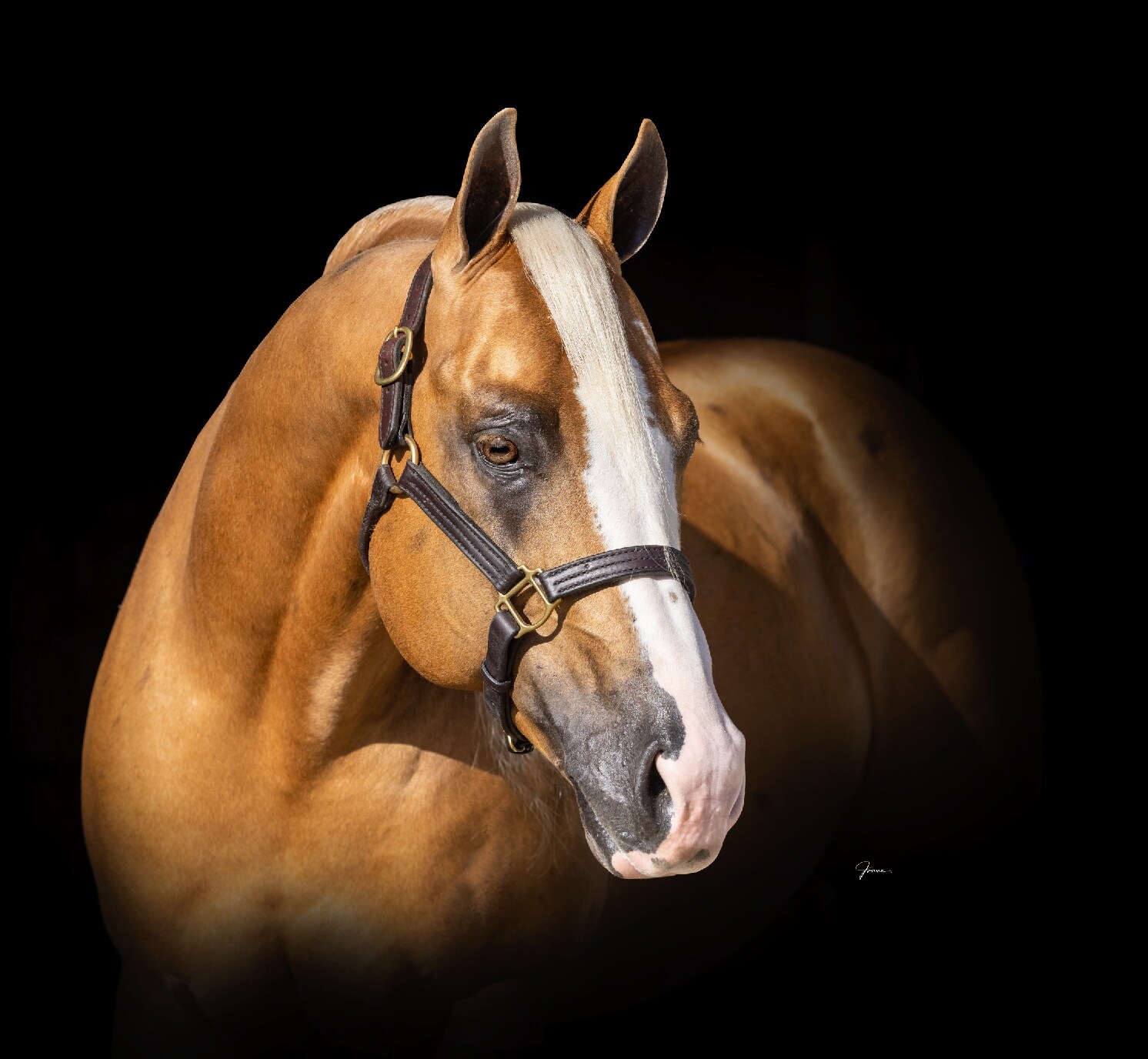 Shine Chic Shine - National Reined Cow Horse Association