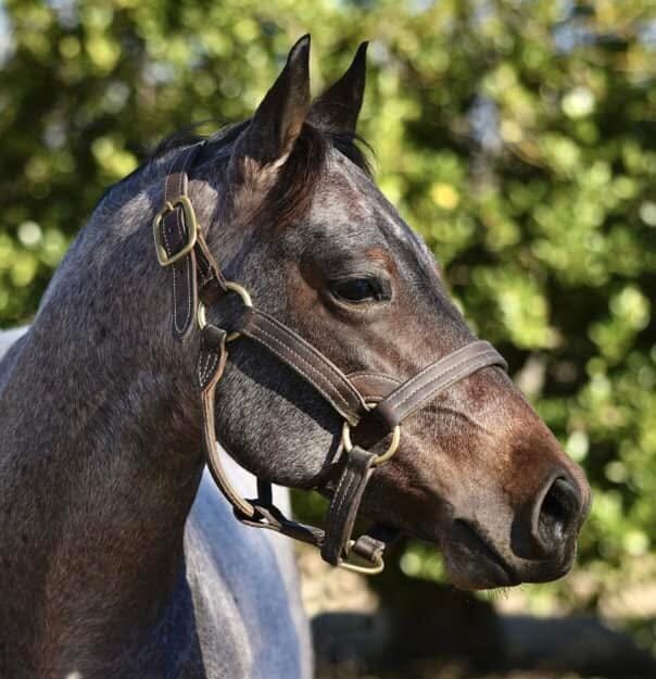 Donn Julio - National Reined Cow Horse Association