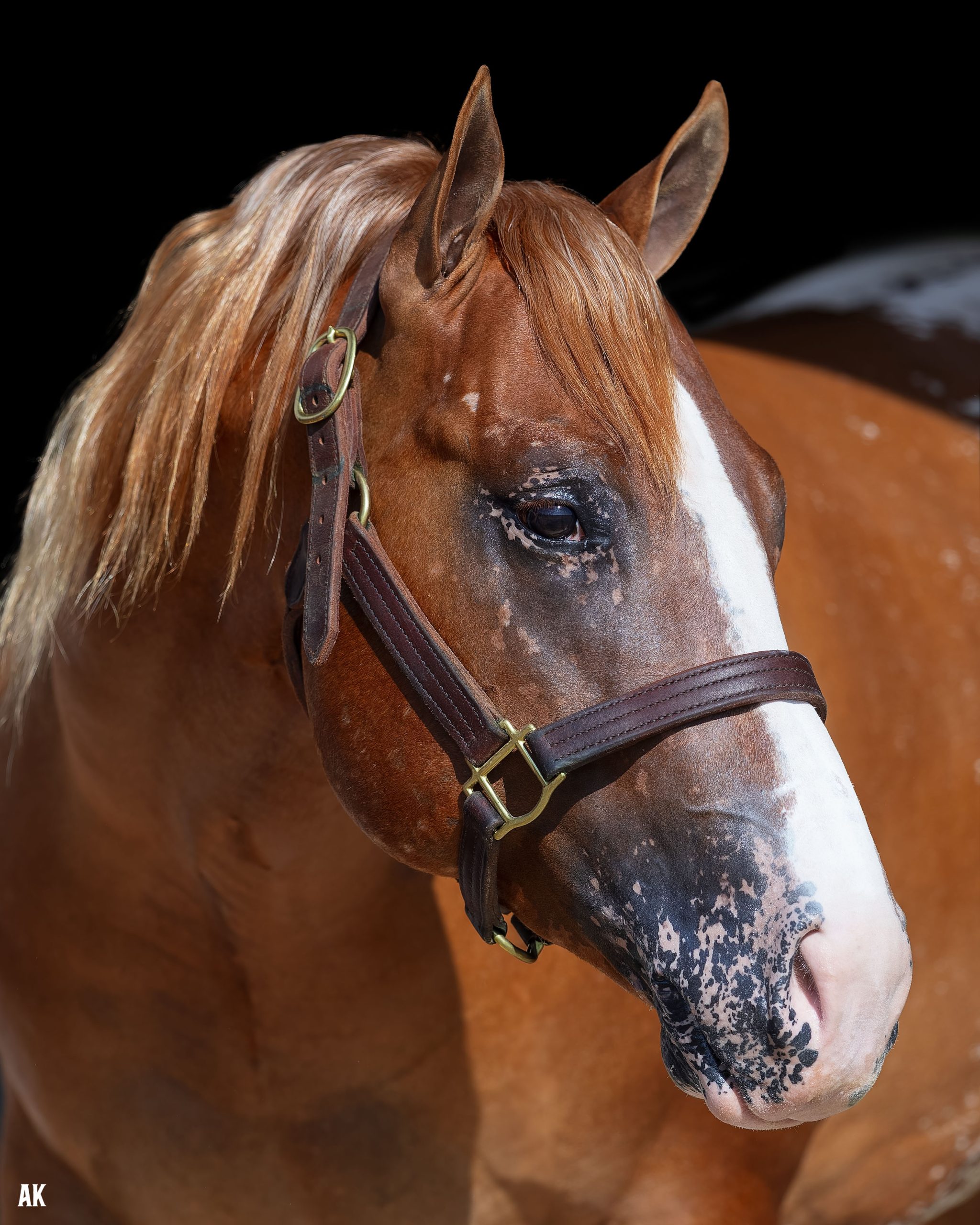 Last Call for Tequila - National Reined Cow Horse Association
