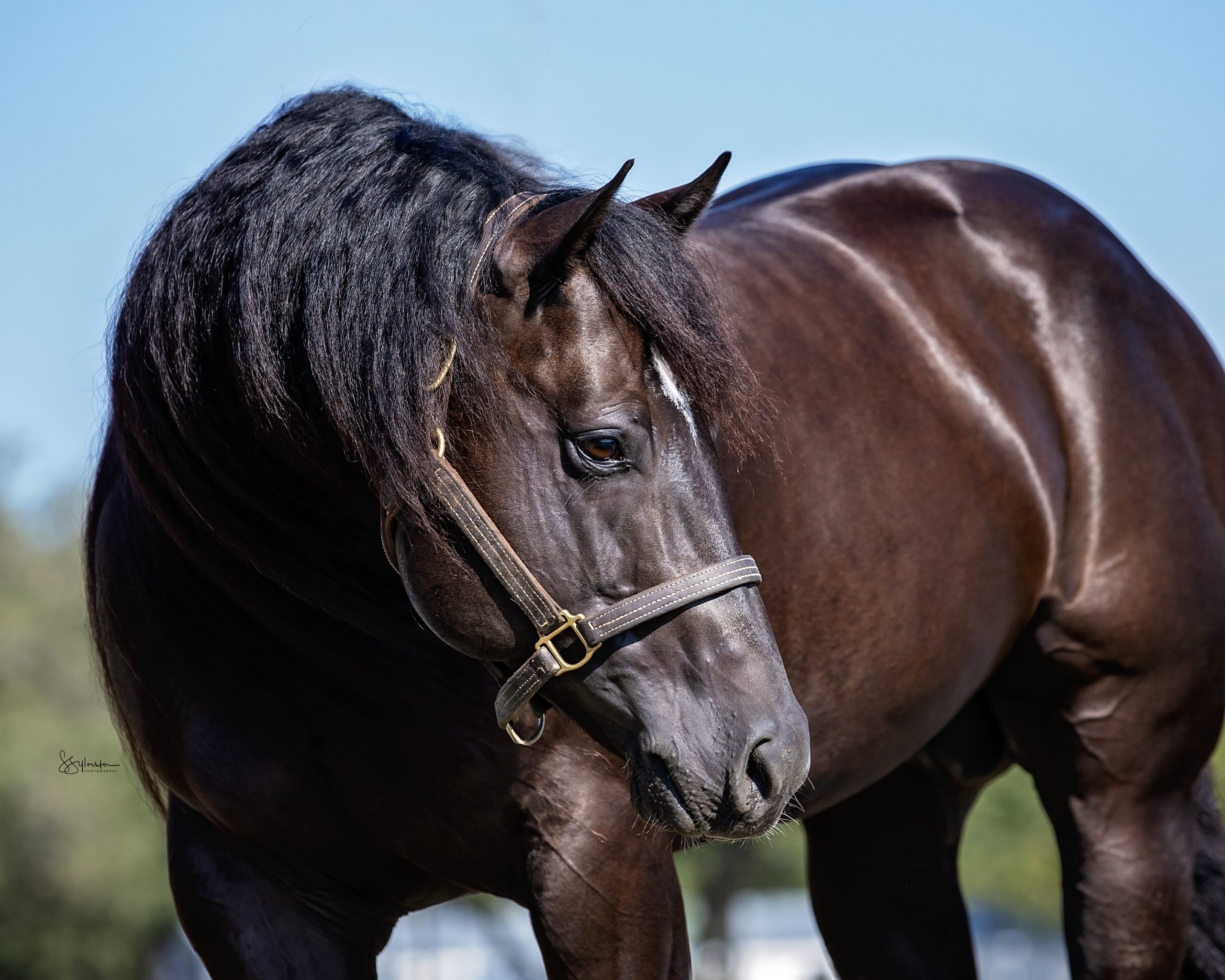 Blu Genes - National Reined Cow Horse Association