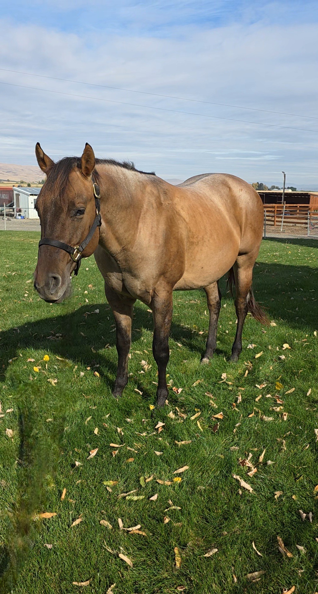 DSR Nu Malice Cat - National Reined Cow Horse Association
