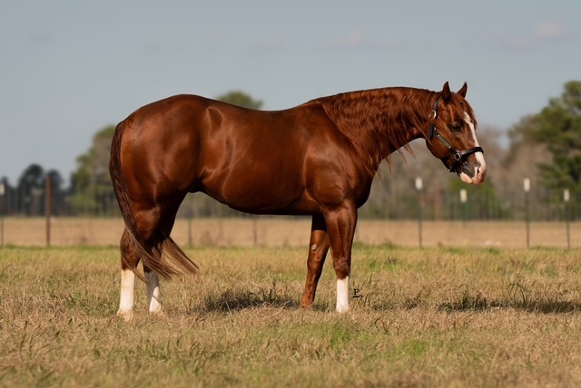 Calling Dr Drey - National Reined Cow Horse Association